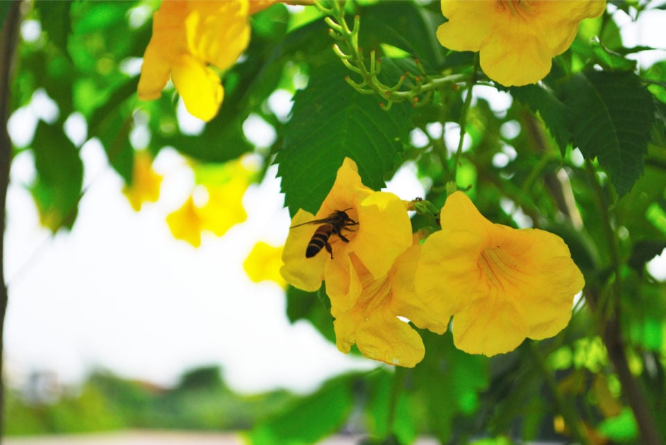 10 Climbing Vines That Bring All the Pollinators to the Yard