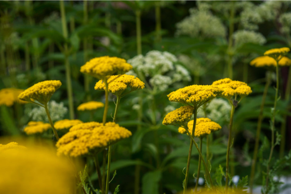 12 Yellow Perennial Flowers To Add Sunshine To Your Backyard