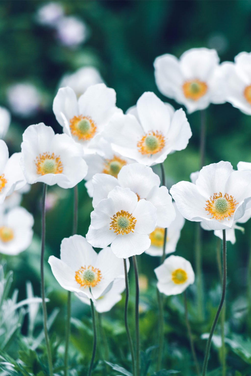 The Complete Guide to Growing Gorgeous Anemones