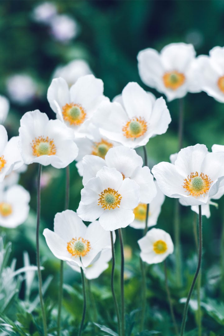 The Complete Guide to Growing Gorgeous Anemones