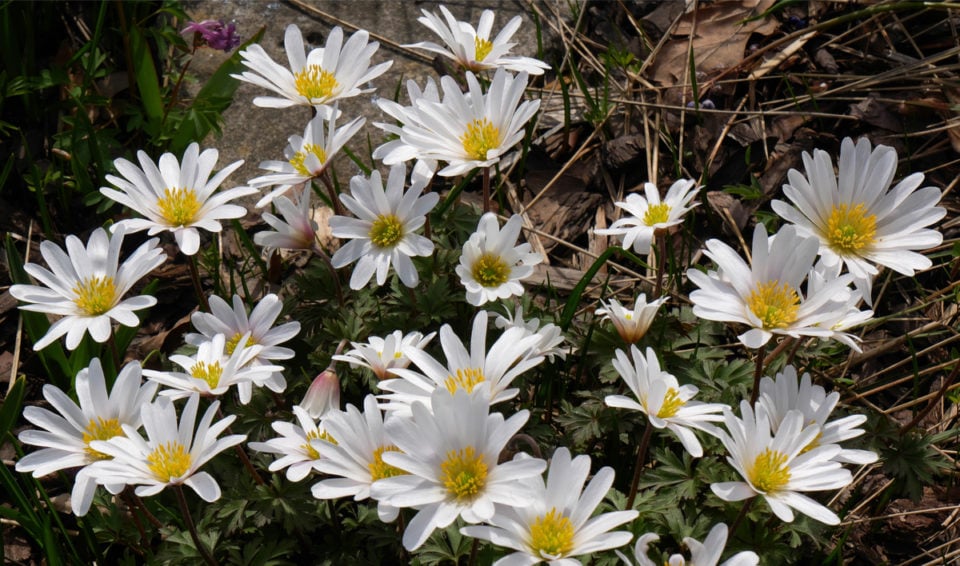 The Complete Guide to Growing Gorgeous Anemones