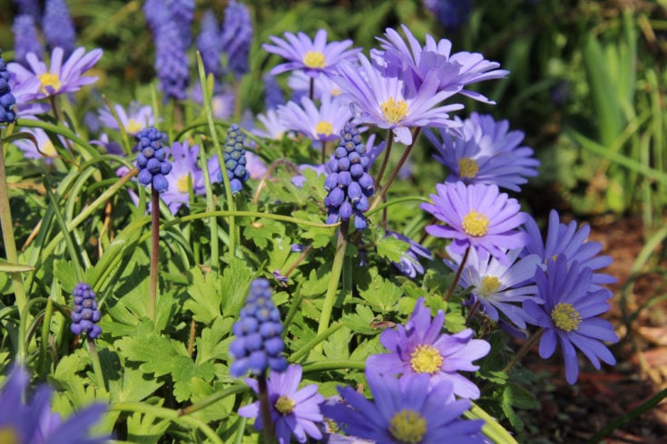 The Complete Guide to Growing Gorgeous Anemones