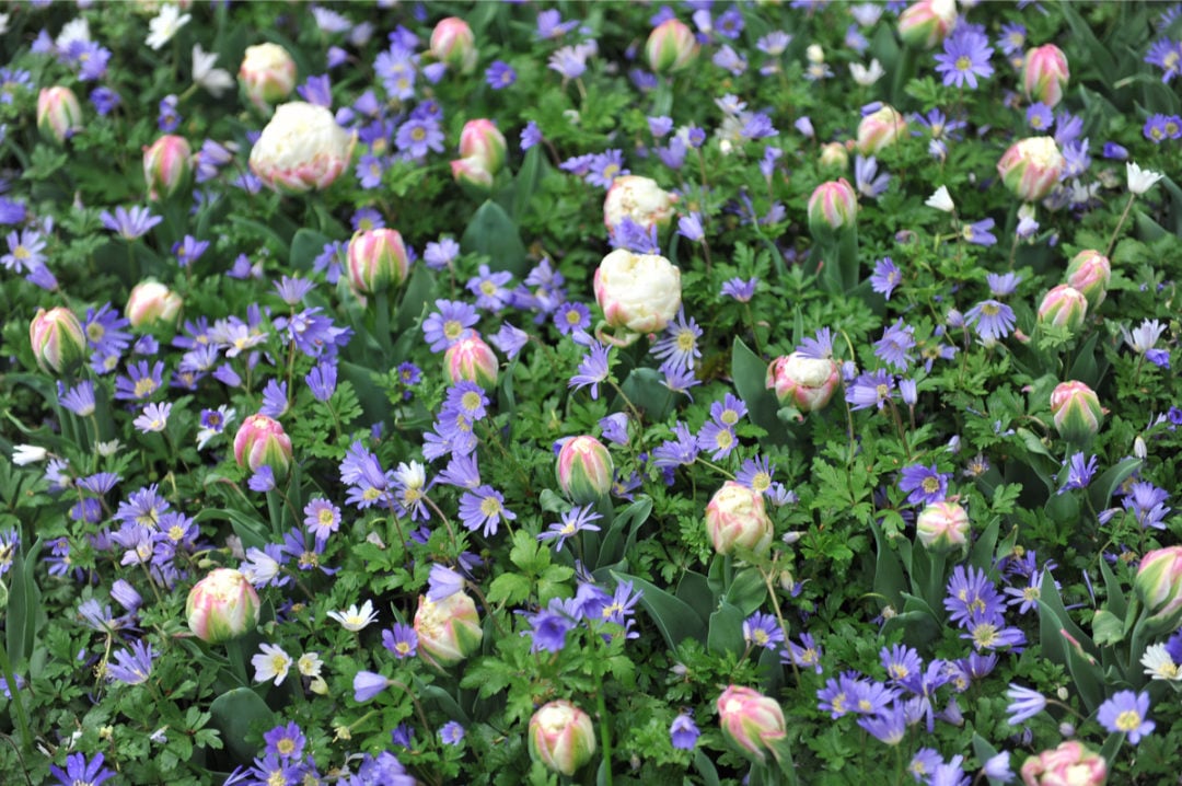 The Complete Guide to Growing Gorgeous Anemones