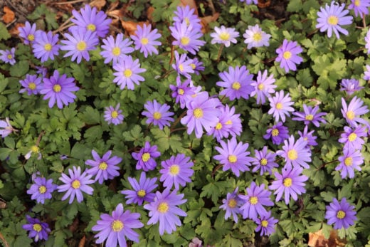 The Complete Guide to Growing Gorgeous Anemones