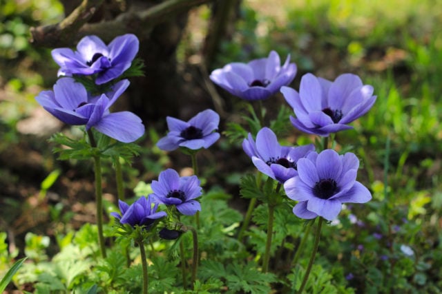 The Complete Guide to Growing Gorgeous Anemones