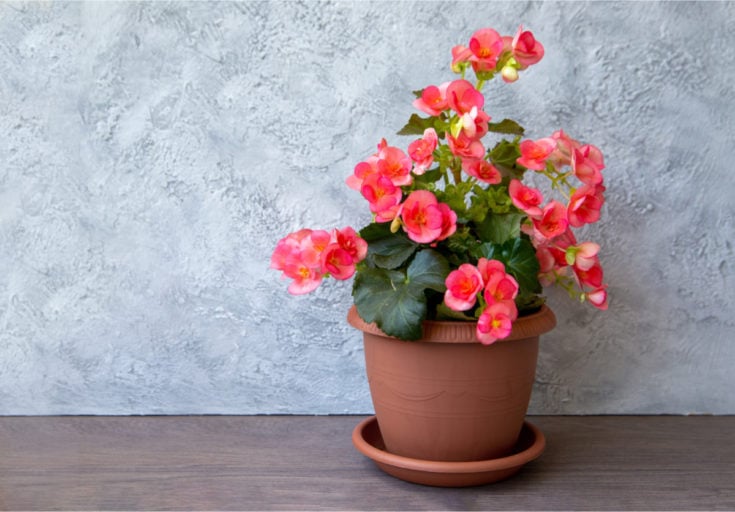 Growing Begonias as Houseplants: Everything You Need To Know