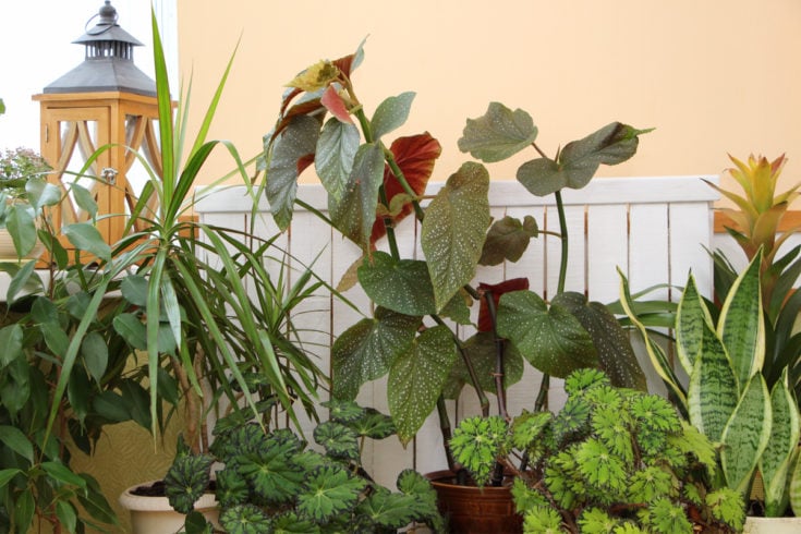 Growing Begonias as Houseplants: Everything You Need To Know