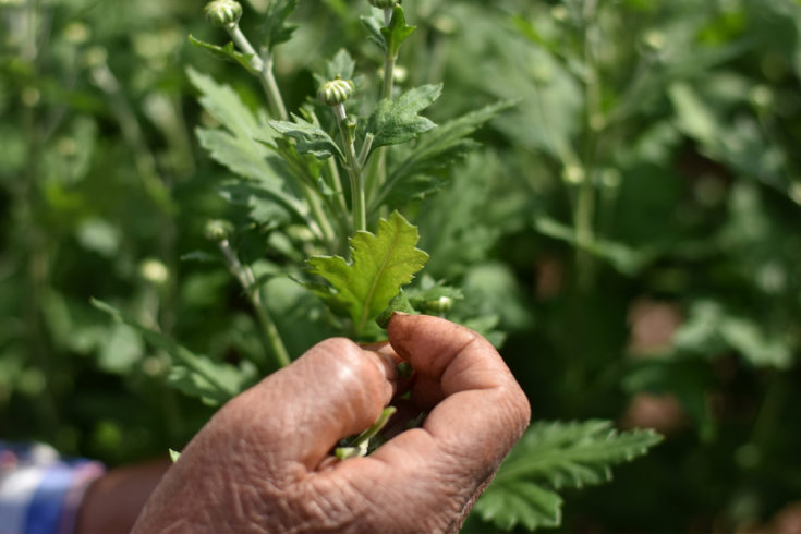 15 Perennials You Should Prune in Spring