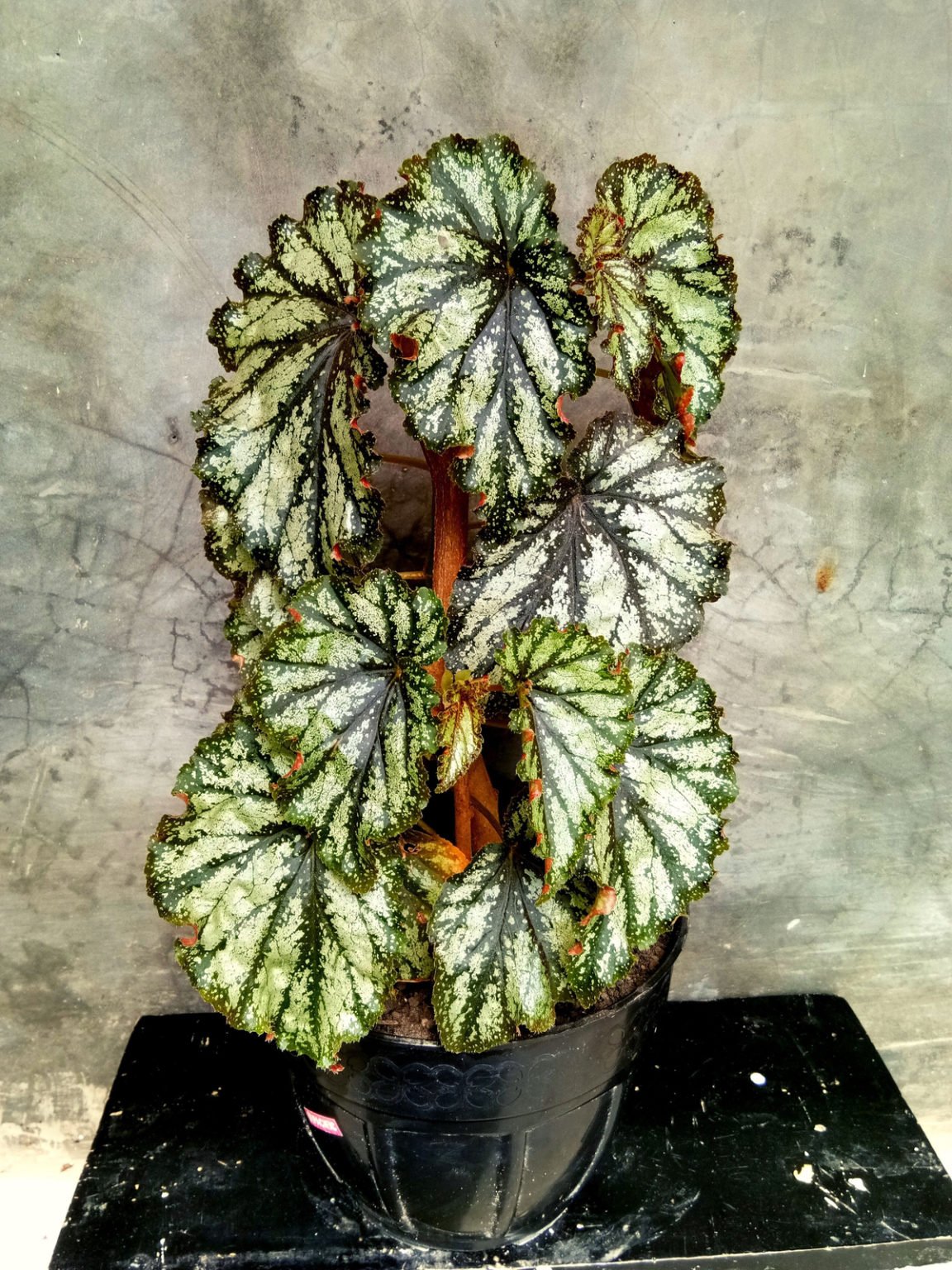 Growing Begonias as Houseplants: Everything You Need To Know