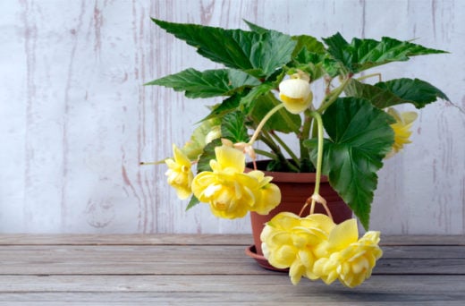 Growing Begonias as Houseplants: Everything You Need To Know