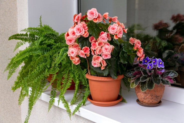 Growing Begonias as Houseplants: Everything You Need To Know