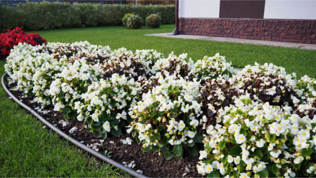 Beautiful Begonias: Best Varieties, Care Guide & Tips For More Flowers