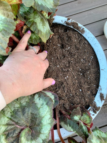 Growing Begonias as Houseplants: Everything You Need To Know