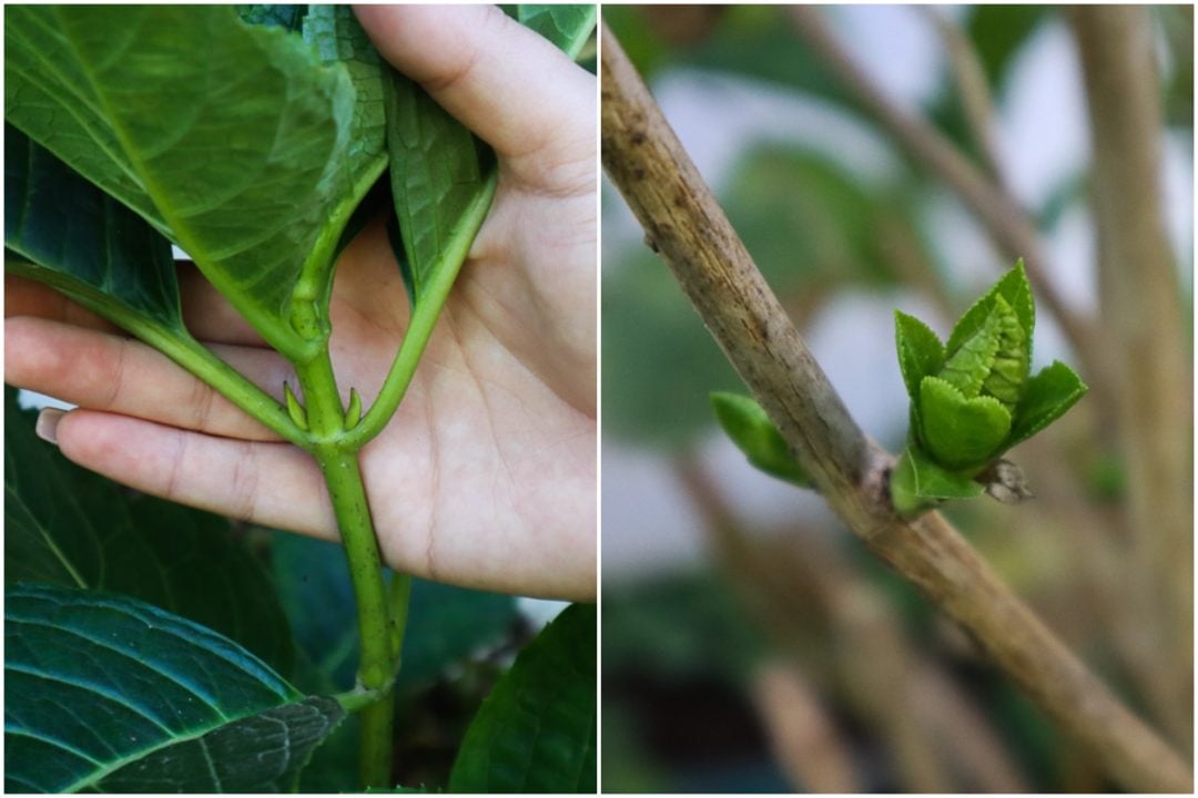 How & When To Prune Hydrangeas For Big Blooming Plants