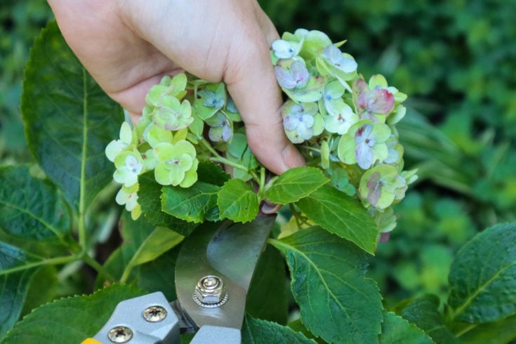 How & When To Prune Hydrangeas For Big Blooming Plants