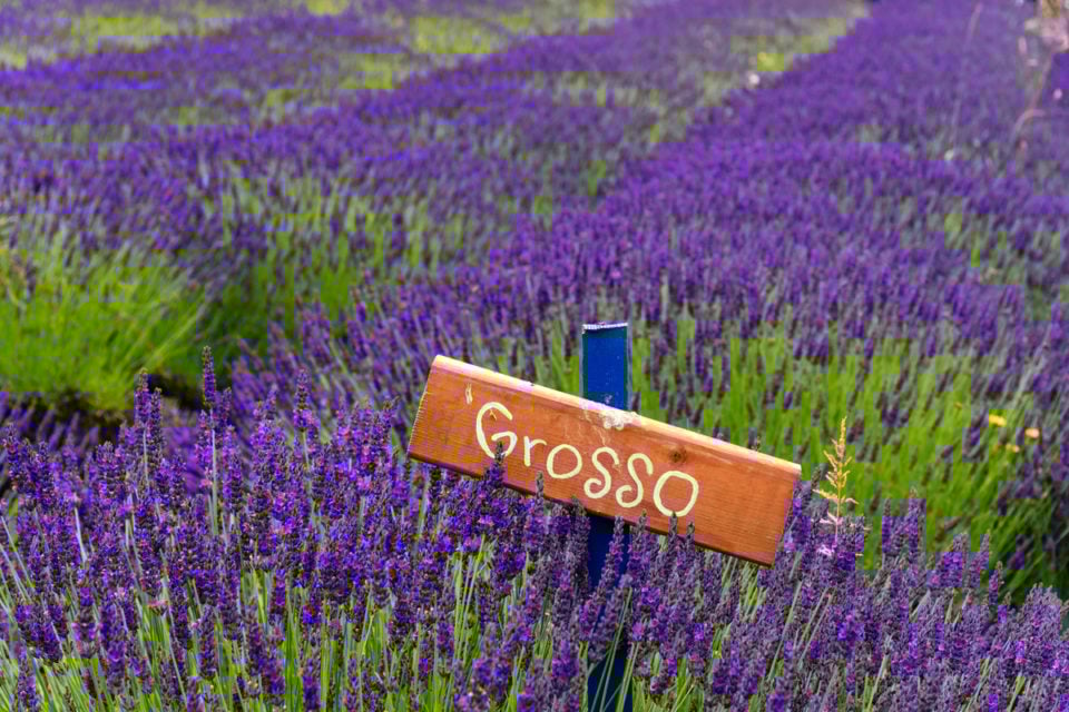 How To Care For A Lavender Tree (& Train Your Own)