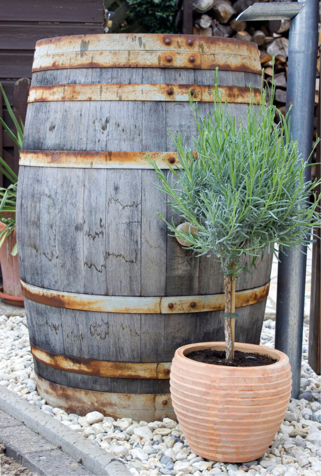 How To Care For A Lavender Tree (& Train Your Own)