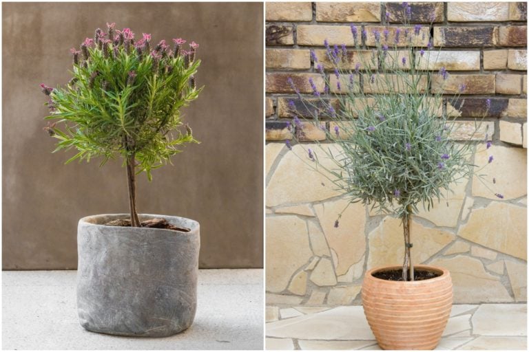 How To Care For A Lavender Tree (& Train Your Own)