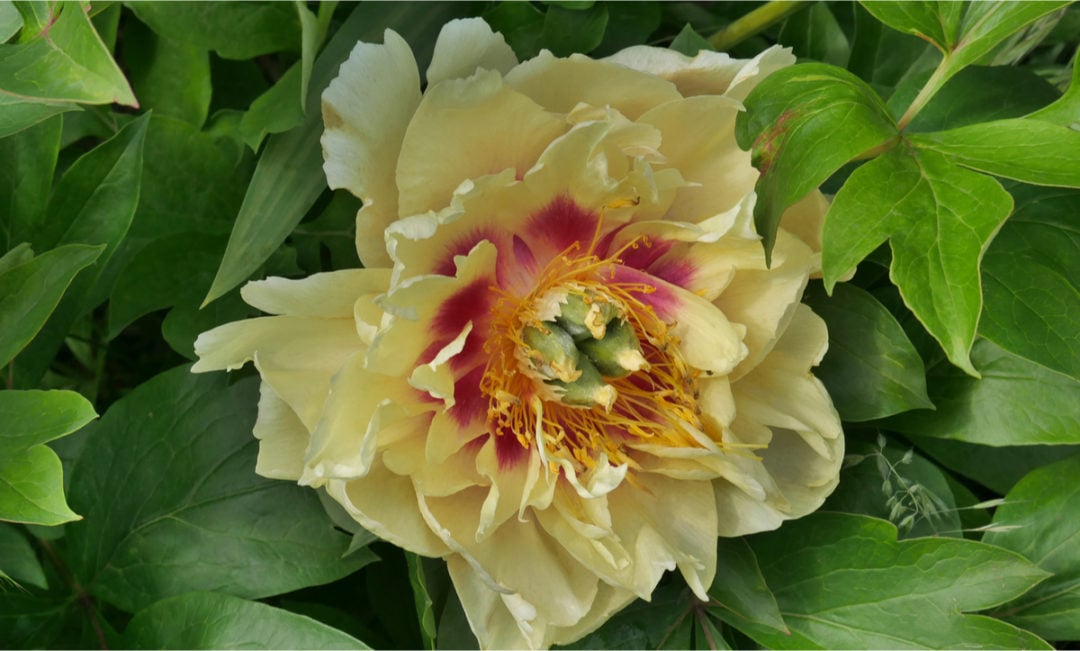 How To Fertilize Peony Plants In Spring For Big Blooms
