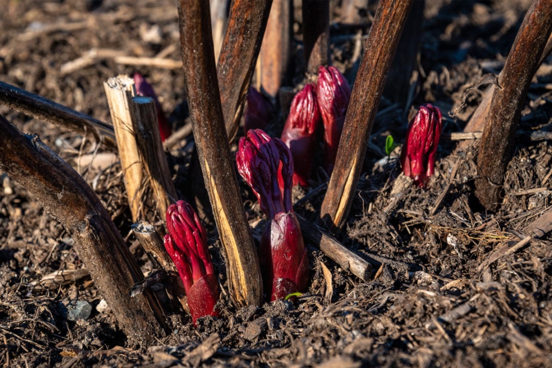 How To Fertilize Peony Plants In Spring For Big Blooms