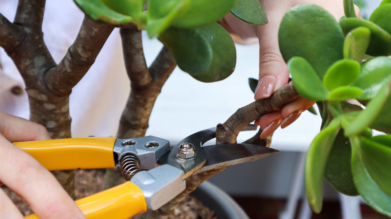 How To Propagate Jade Plants From Stem Or Leaf Cuttings
