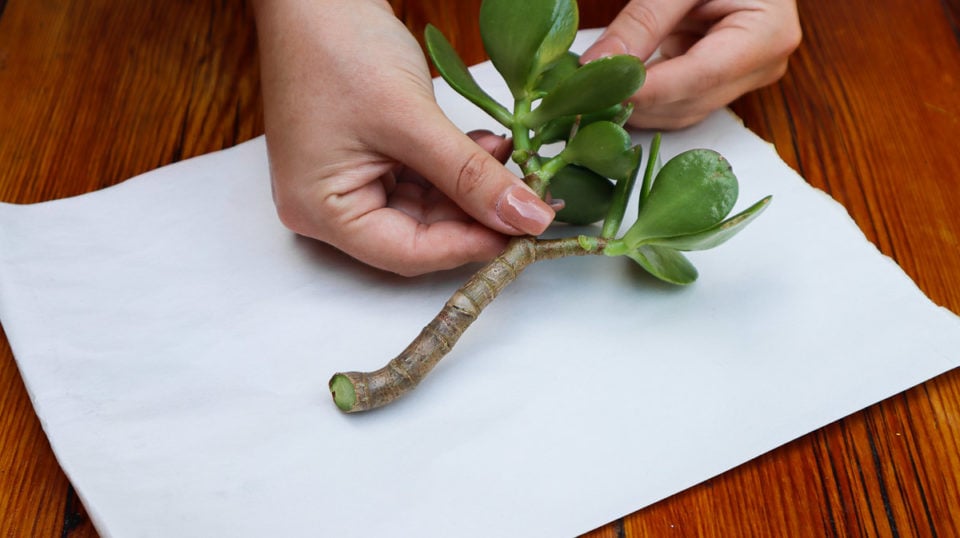 How To Propagate Jade Plants From Stem Or Leaf Cuttings