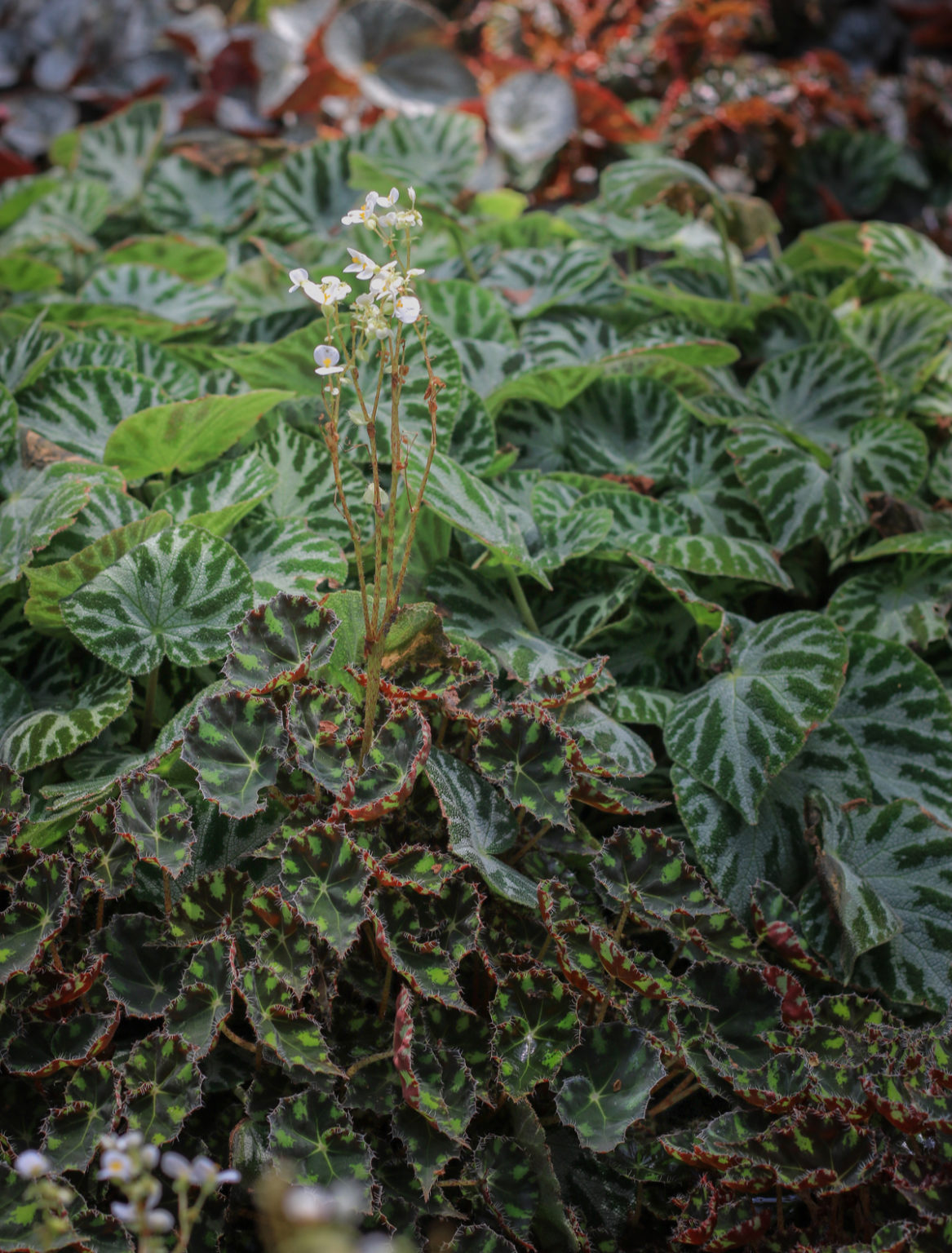Beautiful Begonias: Best Varieties, Care Guide & Tips For More Flowers