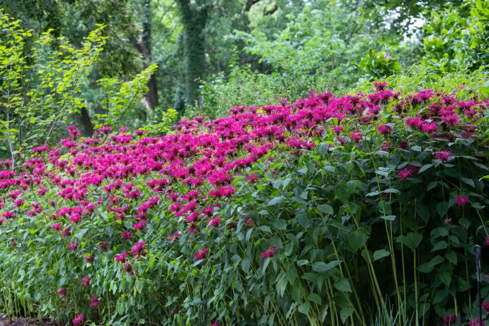 15 Reasons To Grow Bee Balm + How To Grow It