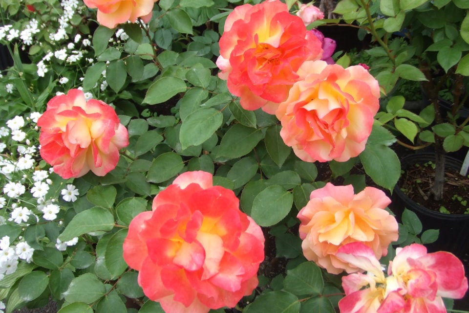 14 Reasons To Plant A Rose Hedge (& How To Do It)