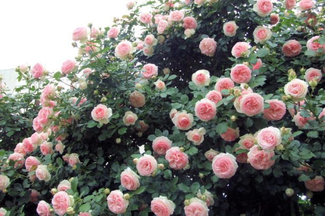 14 Reasons To Plant A Rose Hedge (& How To Do It)