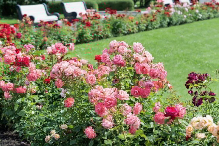 14 Reasons To Plant A Rose Hedge (& How To Do It)