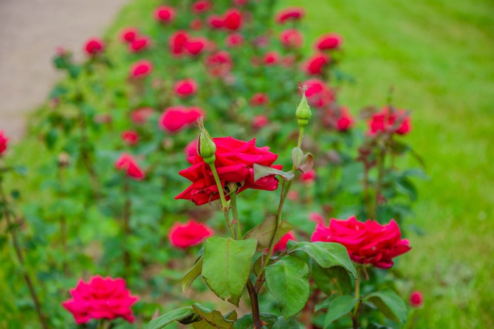 14 Reasons To Plant A Rose Hedge (& How To Do It)