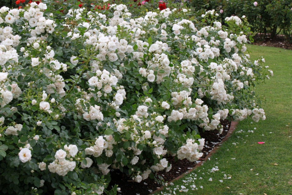 14 Reasons To Plant A Rose Hedge (& How To Do It)