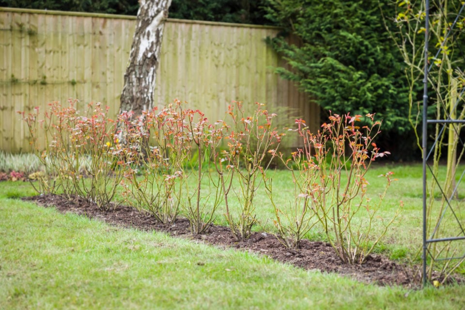 14 Reasons To Plant A Rose Hedge (& How To Do It)