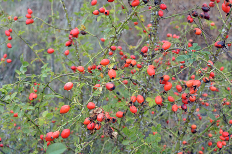 14 Reasons To Plant A Rose Hedge (& How To Do It)
