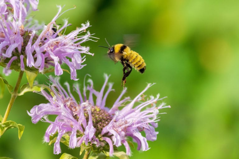 15 Reasons To Grow Bee Balm + How To Grow It