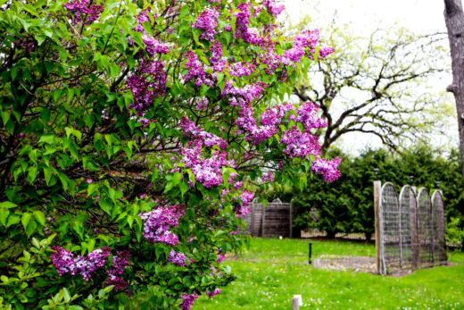 How & When To Prune Lilacs For Brilliant Blooms Every Year