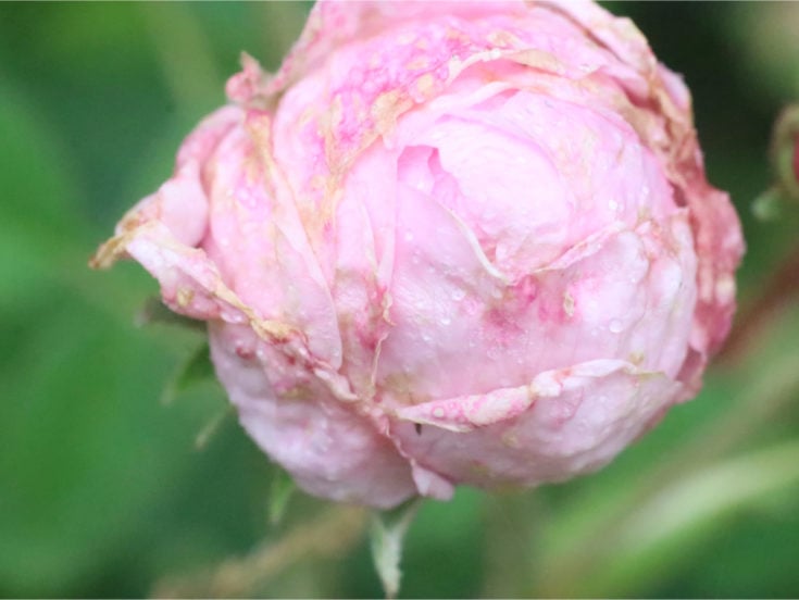 10 Reasons Why Your Peonies Aren’t Blooming