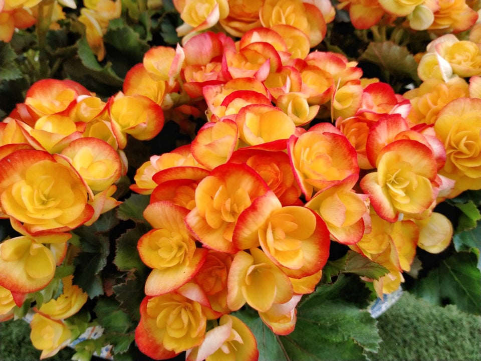Beautiful Begonias: Best Varieties, Care Guide & Tips For More Flowers