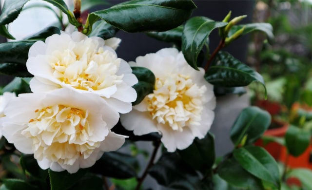 8 Secrets To Get Your Camellia To Bloom Like Crazy