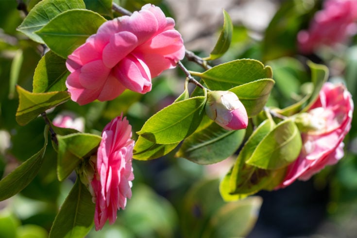 8 Secrets To Get Your Camellia To Bloom Like Crazy