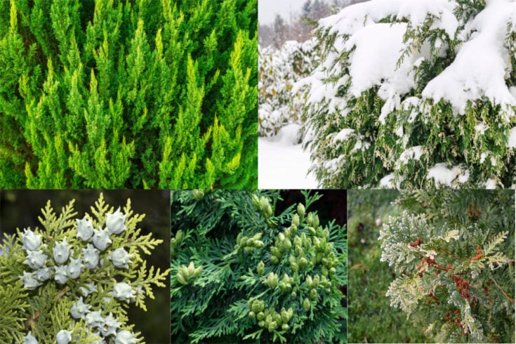 20+ All-Year-Round Plants That Look Stunning In Every Season