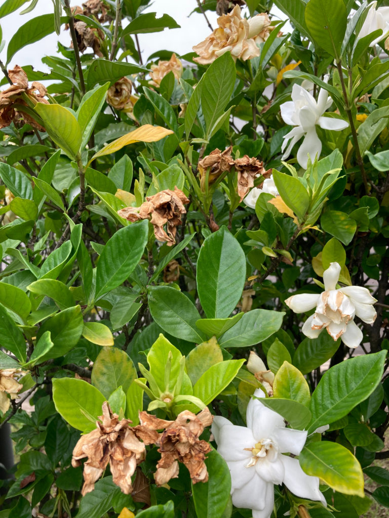 Gardenia Plant Not Flowering