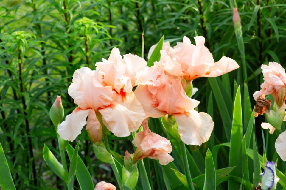 12 Perennials You Should Cut Back In Fall