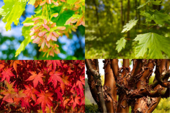 20+ All-Year-Round Plants That Look Stunning In Every Season