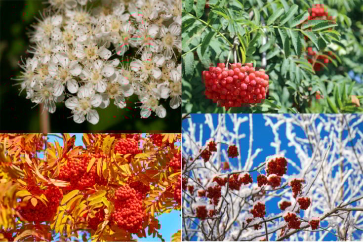 20+ All-Year-Round Plants That Look Stunning In Every Season