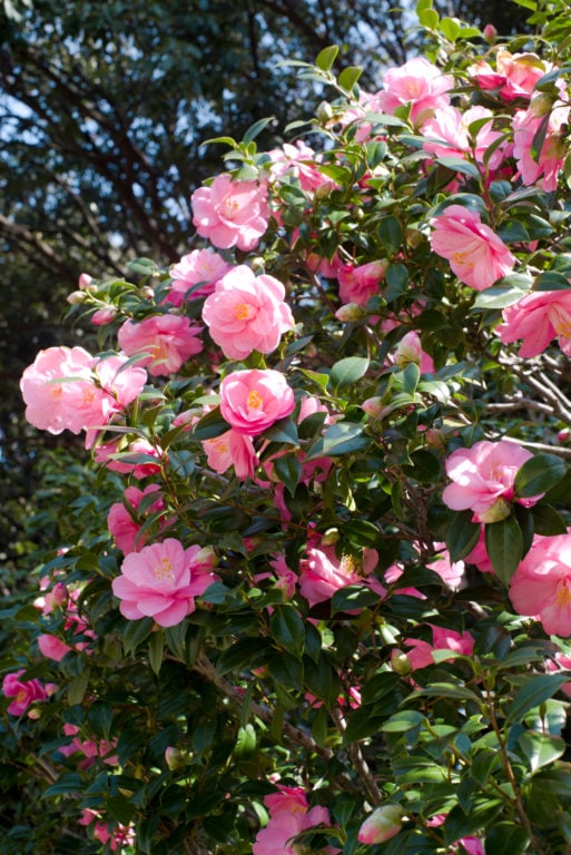 8 Secrets To Get Your Camellia To Bloom Like Crazy