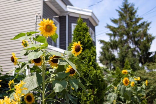 9 Secrets for Growing Giant Sunflowers