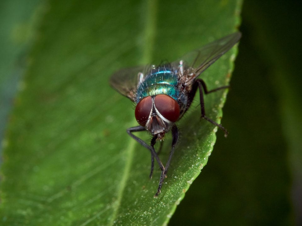 9 Versatile Garden Plants That Repel Flies (& Other Pests)