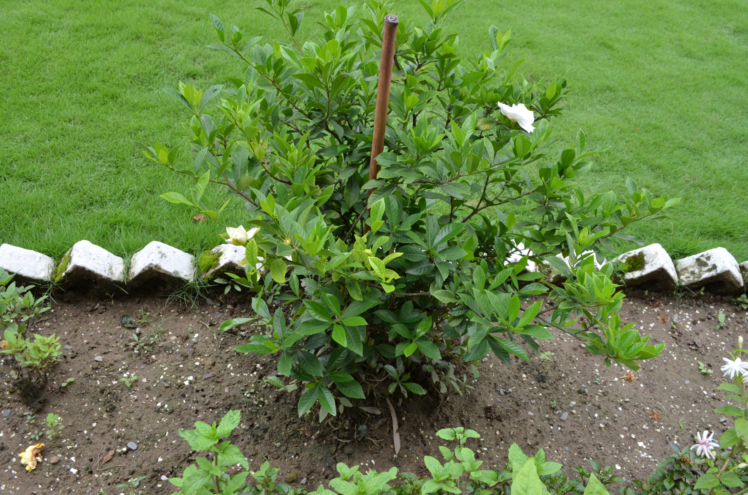 Gardenia Plant Not Flowering